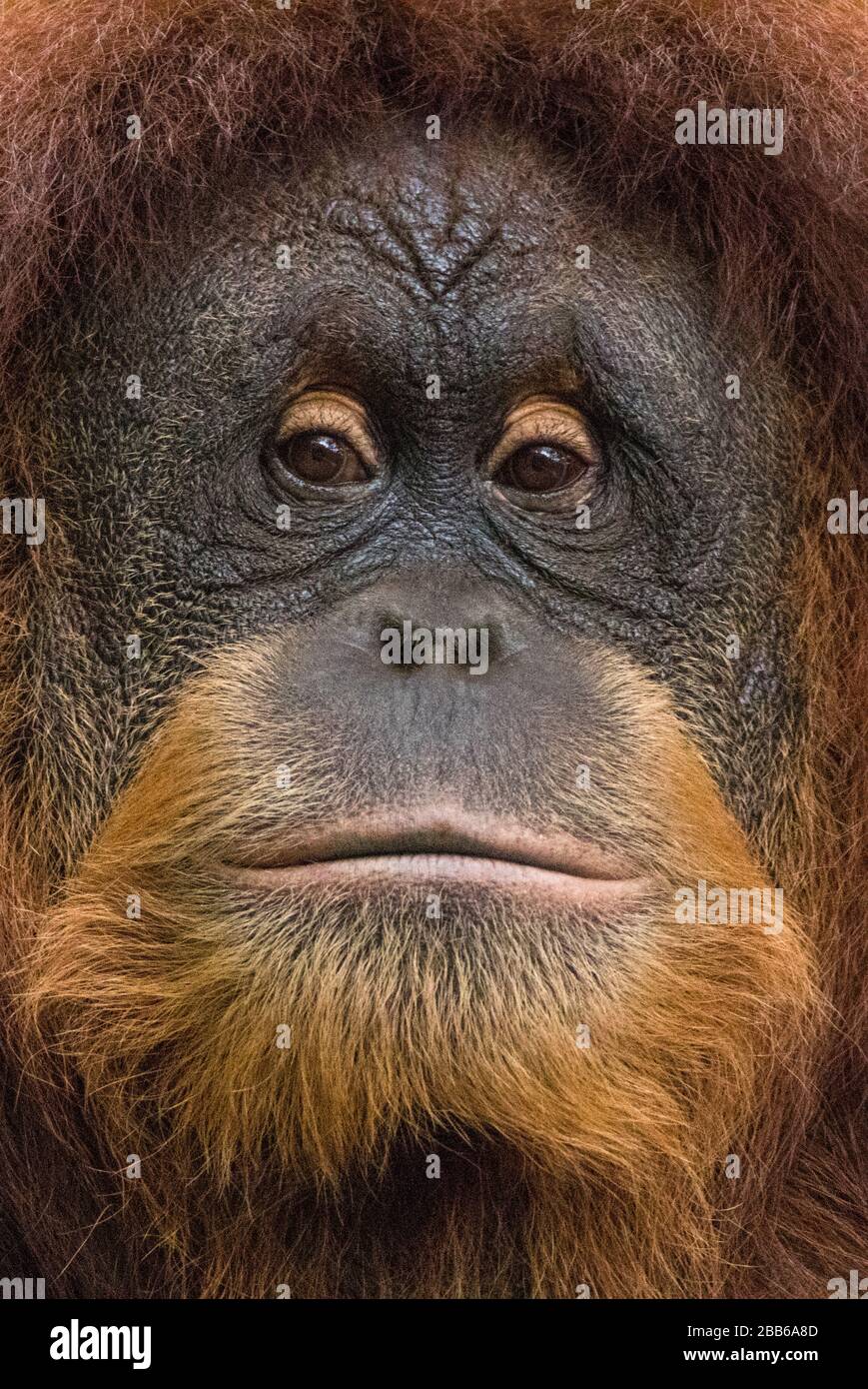 Portrait of a male Bornean orangutan, Borneo, Indonesia Stock Photo - Alamy