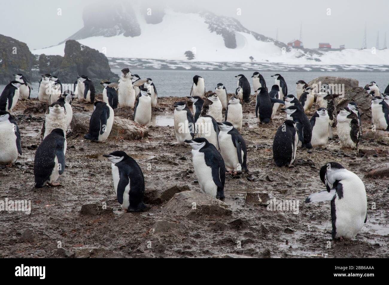 Chinstrap Penguin (Pygoscelis antarcticus), Half Moon Island ...