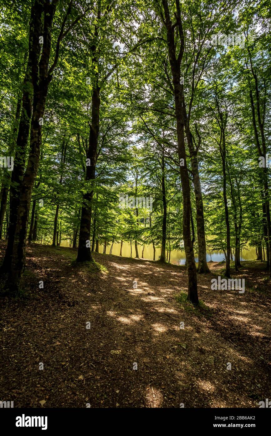 Umbra Forest is a natural reserve part of Gargano National Park and ...