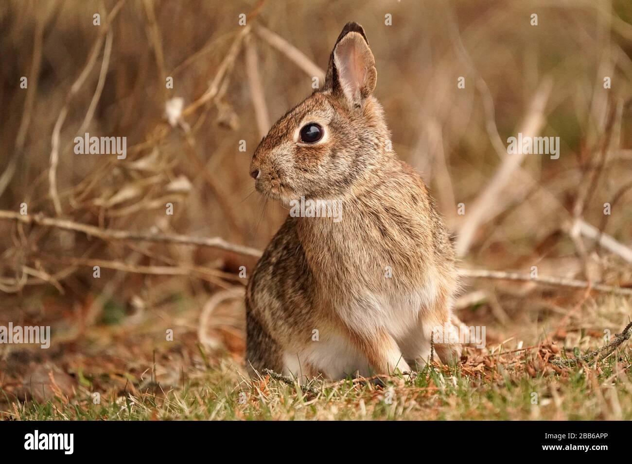 Dead rabbits face hi-res stock photography and images - Alamy