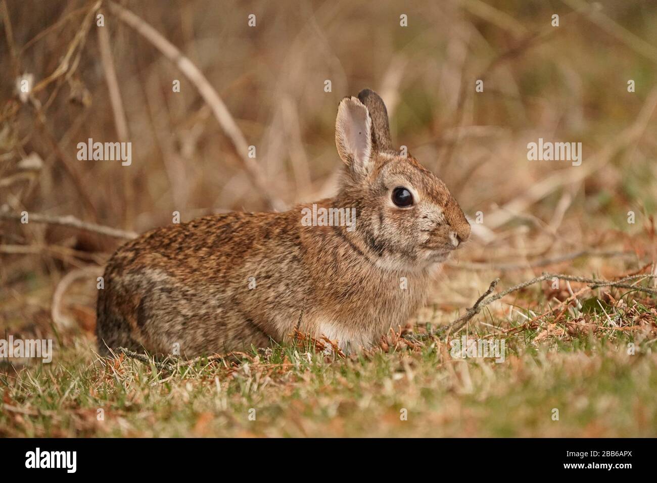 Dead rabbits face hi-res stock photography and images - Alamy