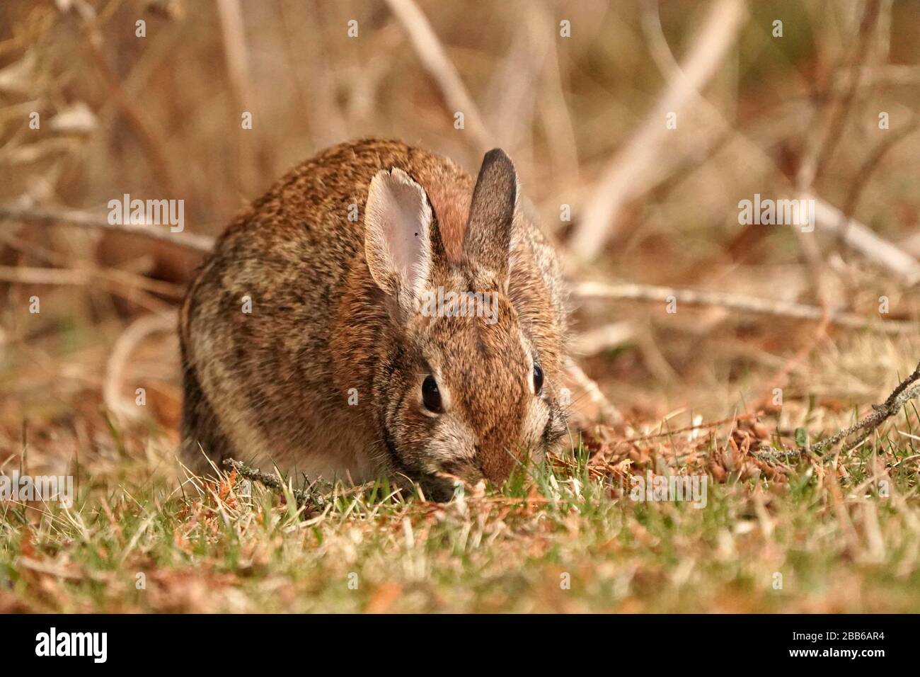 Wild Rabbit in back yard Stock Photo - Alamy