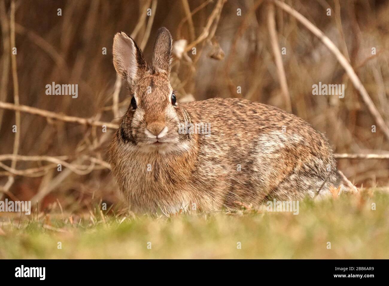 Wild Rabbit in back yard Stock Photo - Alamy