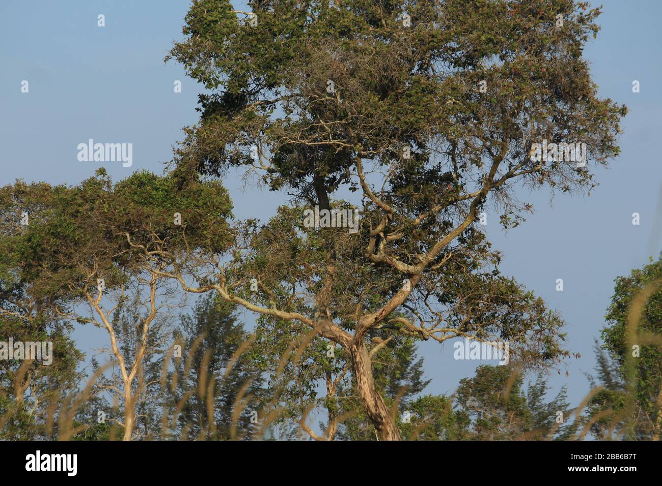 Tarzan adventure park hi-res stock photography and images - Alamy