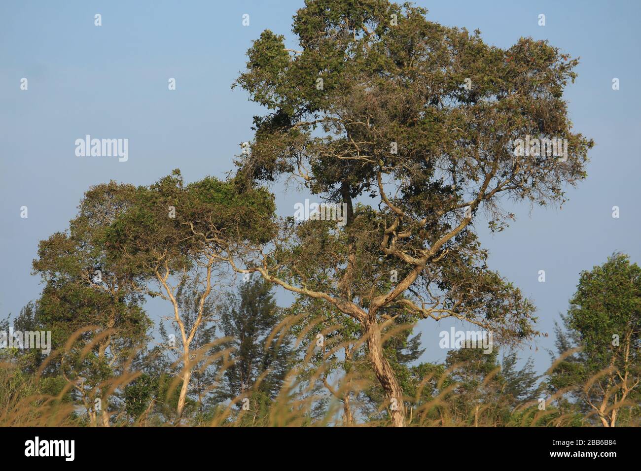 Tarzan adventure park hi-res stock photography and images - Alamy