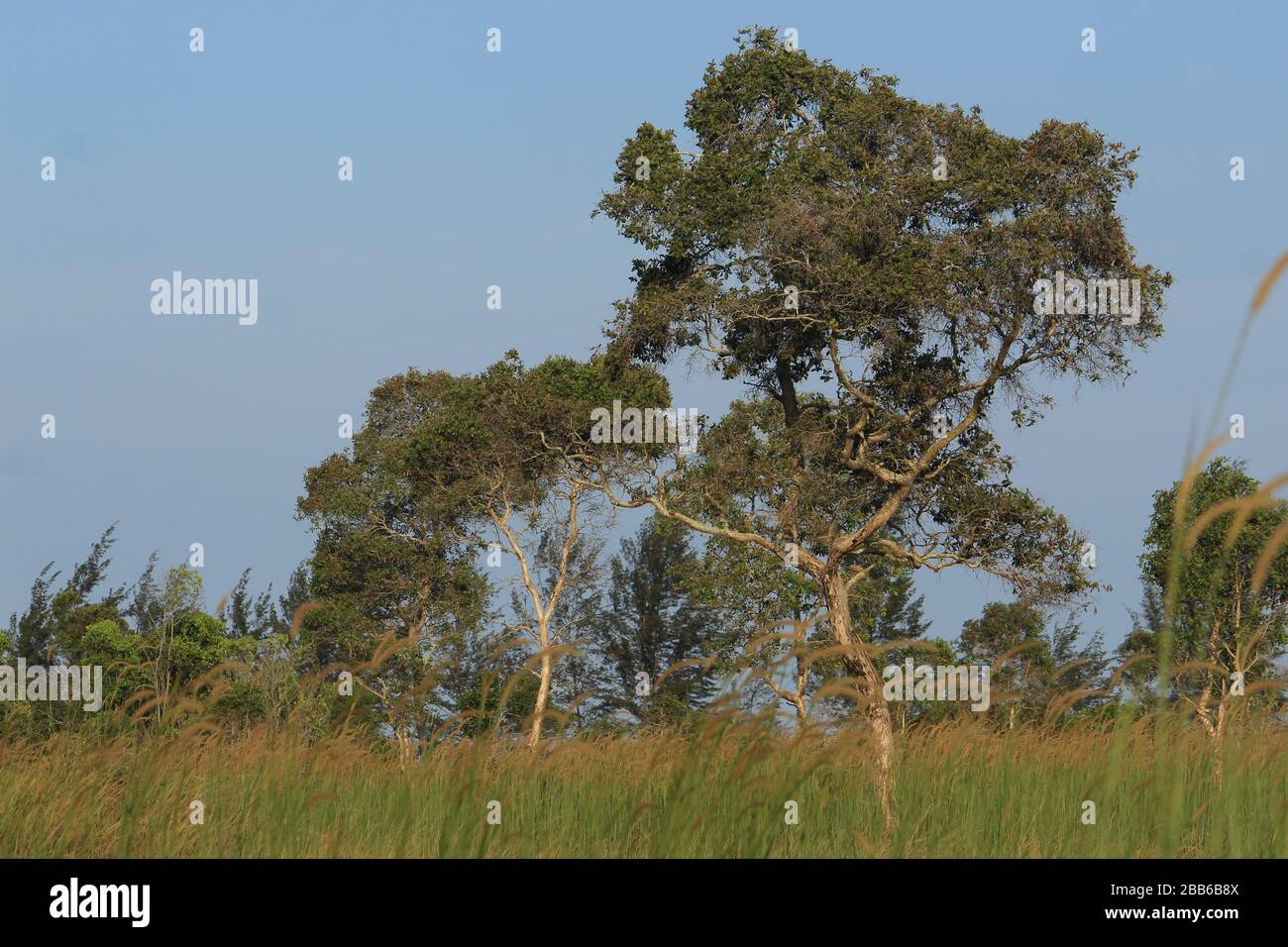 Tarzan adventure park hi-res stock photography and images - Alamy