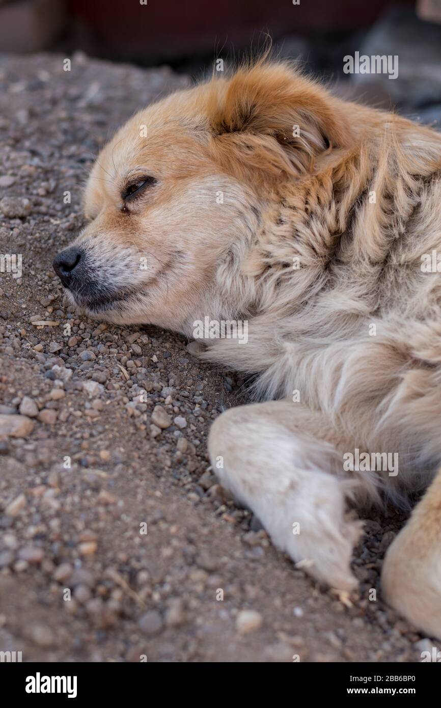 Portrait of happy faced gold furred dog without pedigree posing to the ...