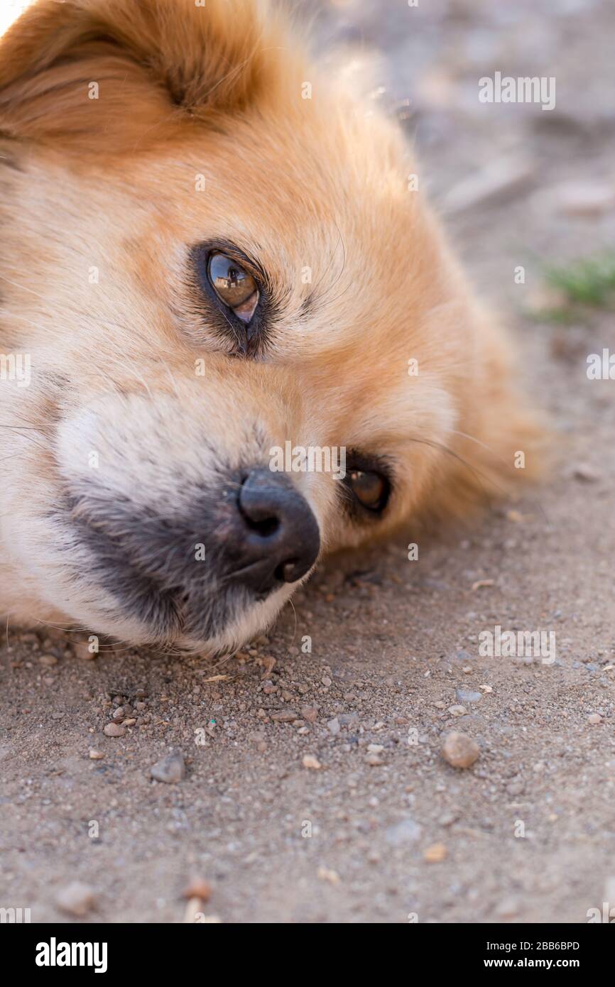 Portrait of happy faced gold furred dog without pedigree posing to the ...