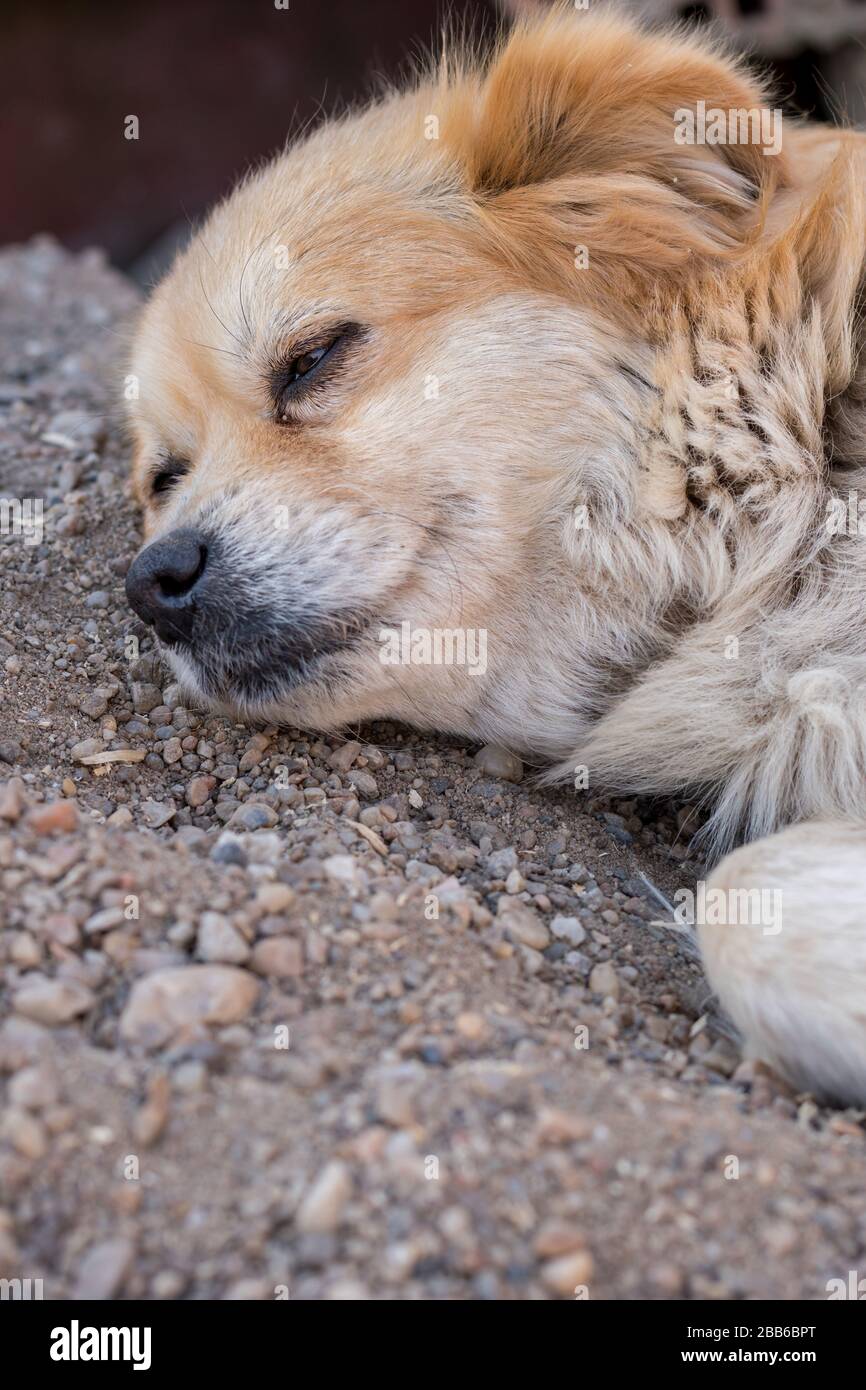 Portrait of happy faced gold furred dog without pedigree posing to the ...
