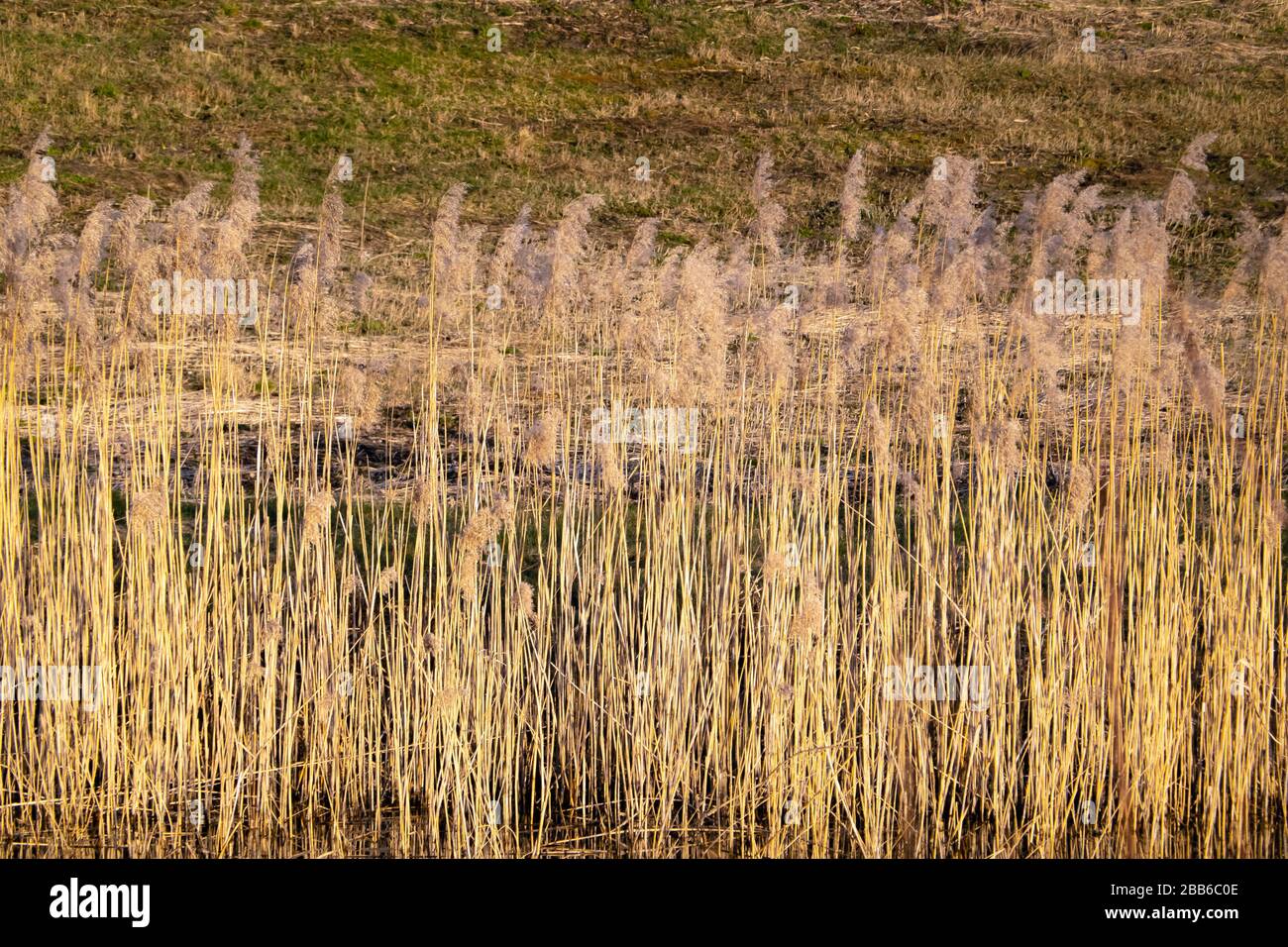 Overgrown bulrush plants on the water shore. Dry bulrushes background ...