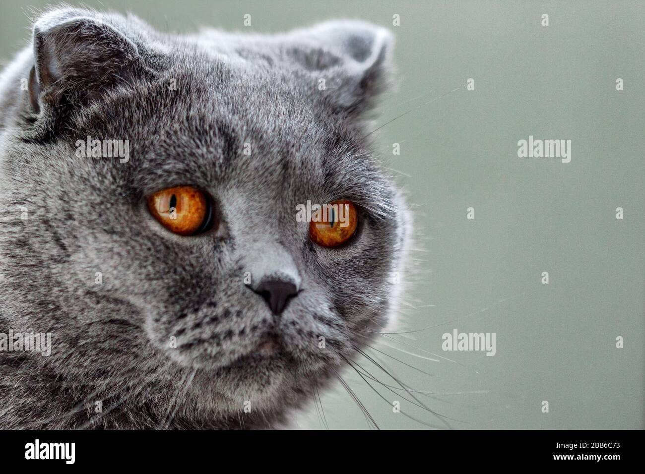 The Scottish Fold is a breed of domestic cat with a natural dominant ...