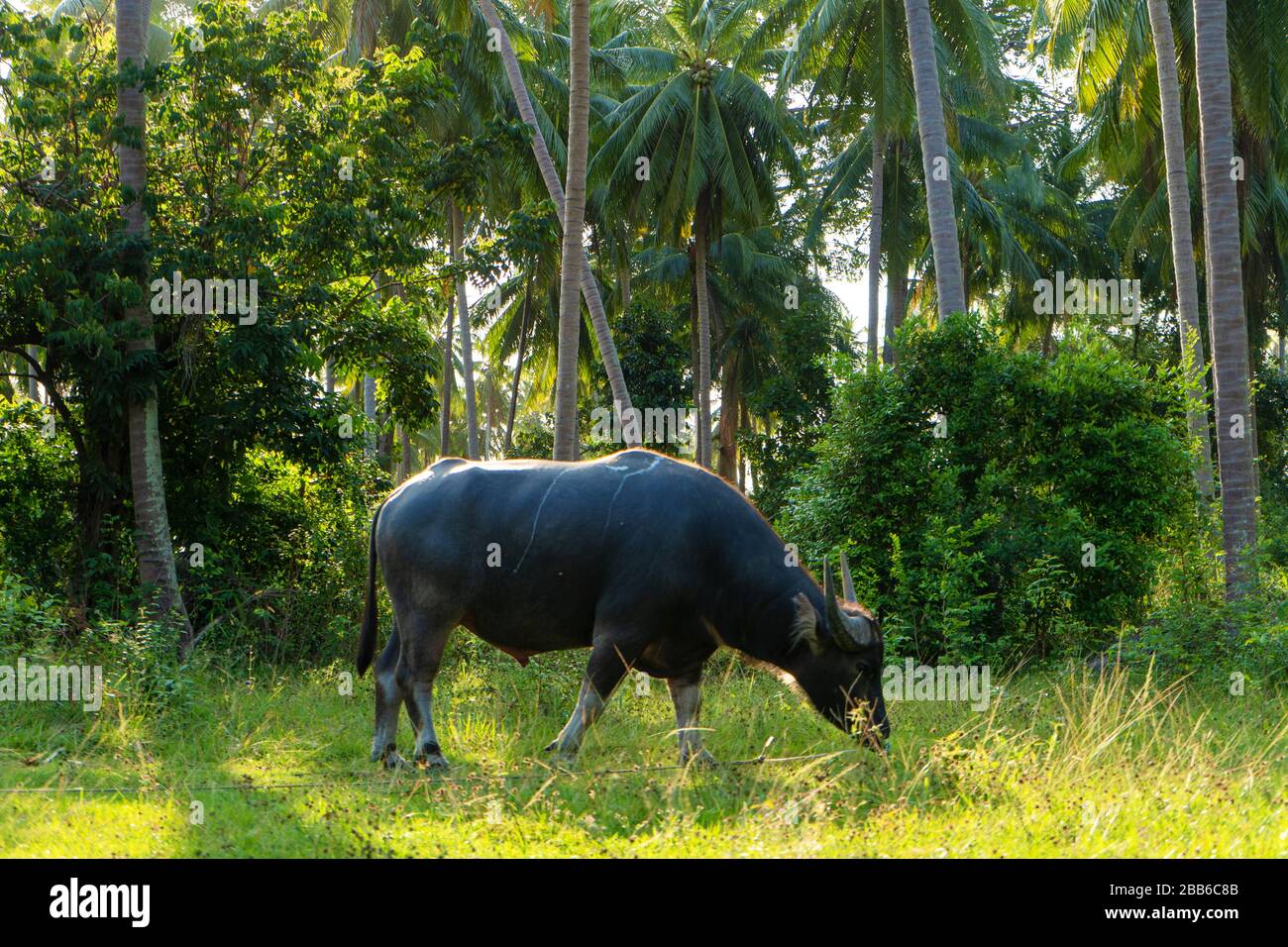 A buffalo with large horns grazes on the lawn in a green tropical ...