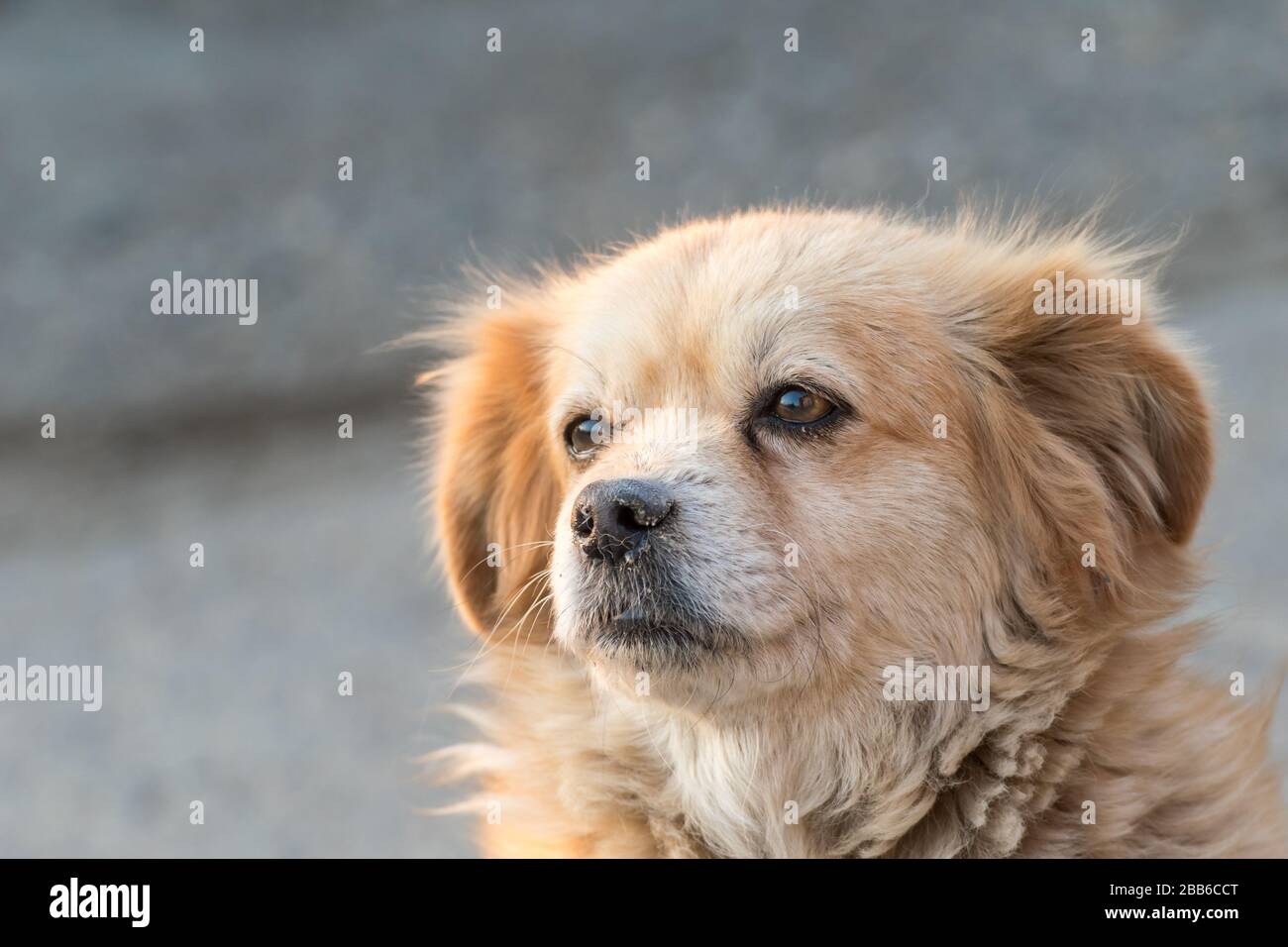 Portrait of happy faced gold furred dog without pedigree posing to the ...