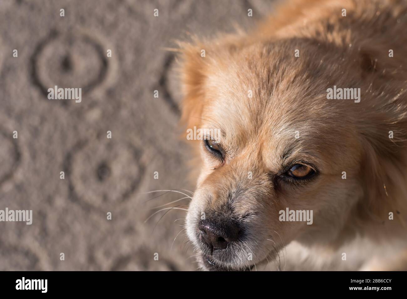 Portrait of happy faced gold furred dog without pedigree posing to the ...