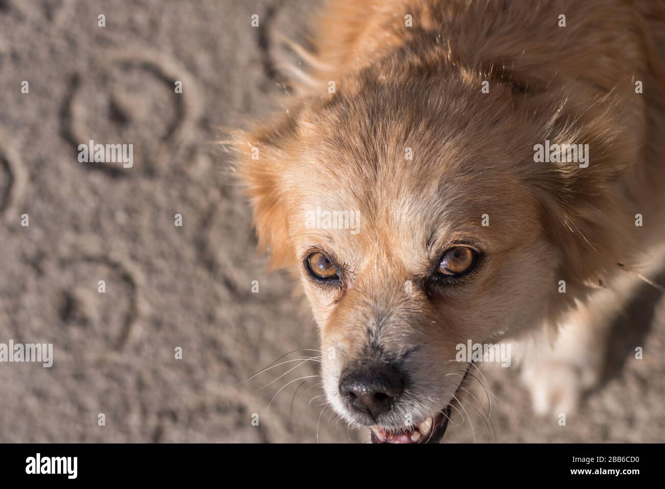 Portrait of happy faced gold furred dog without pedigree posing to the ...
