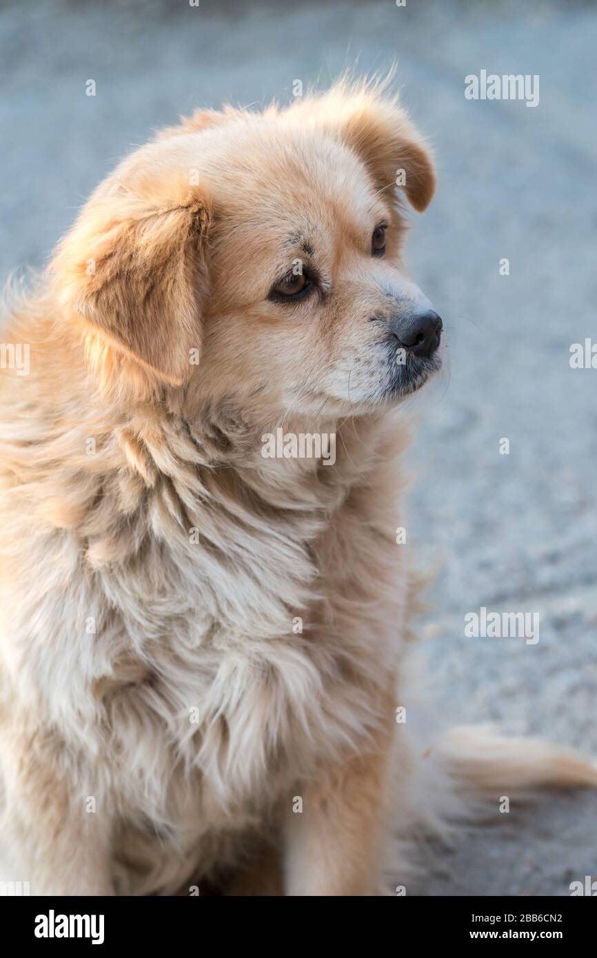 Portrait of happy faced gold furred dog without pedigree posing to the ...