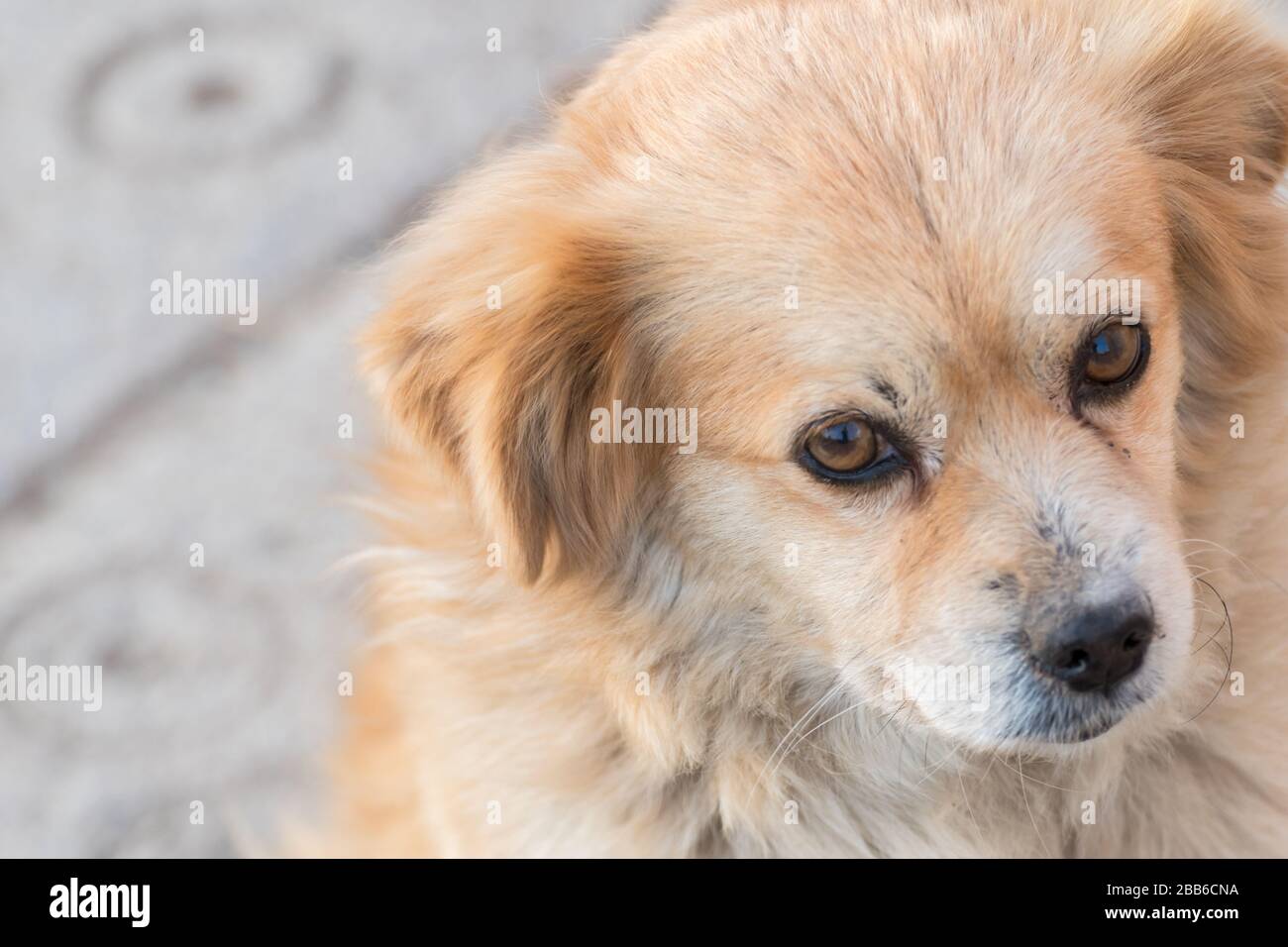Portrait of happy faced gold furred dog without pedigree posing to the ...