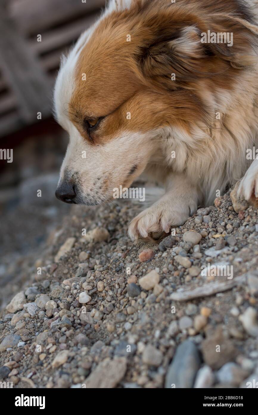 Portrait of a happy looking dog with white furr and brown spot in eye ...