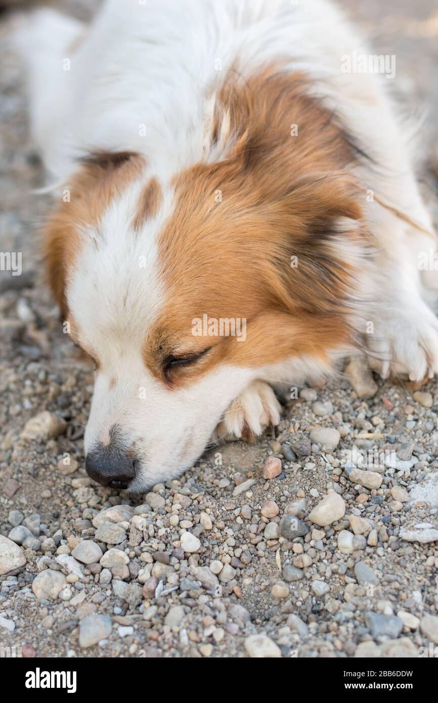 Portrait of a happy looking dog with white furr and brown spot in eye ...