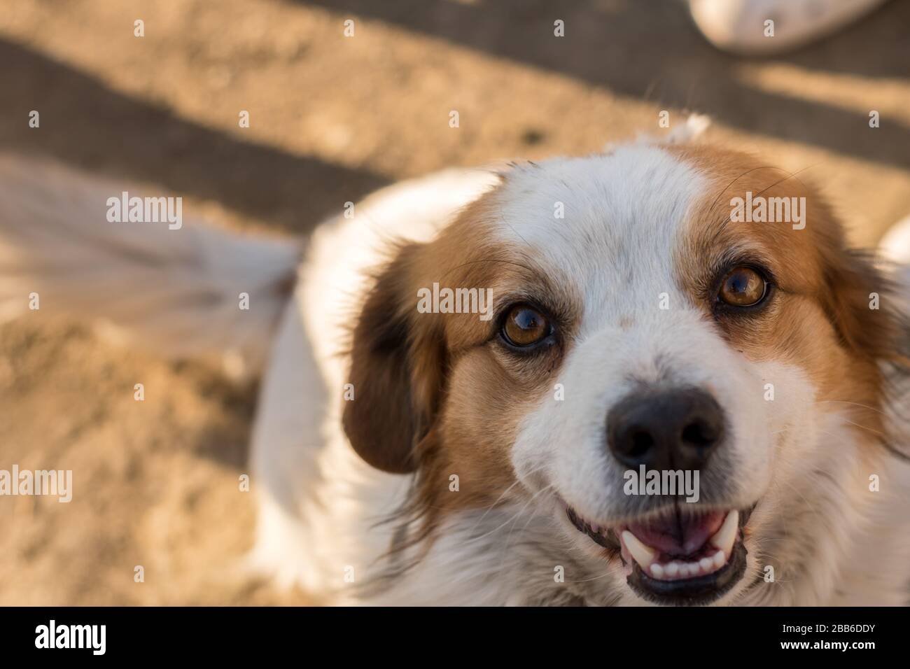 Portrait of a happy looking dog with white furr and brown spot in eye ...