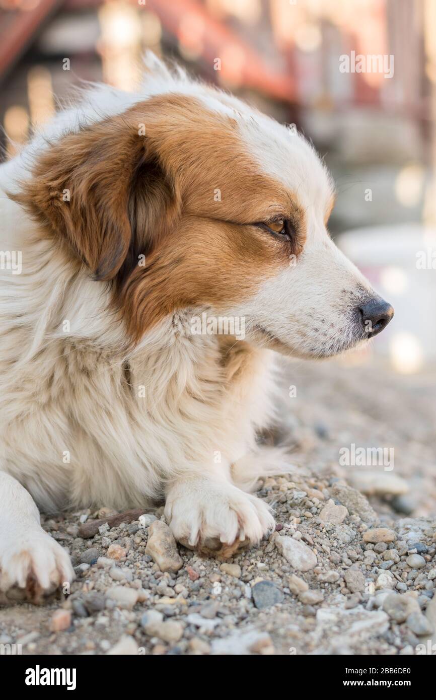 Brow dogs hi-res stock photography and images - Alamy