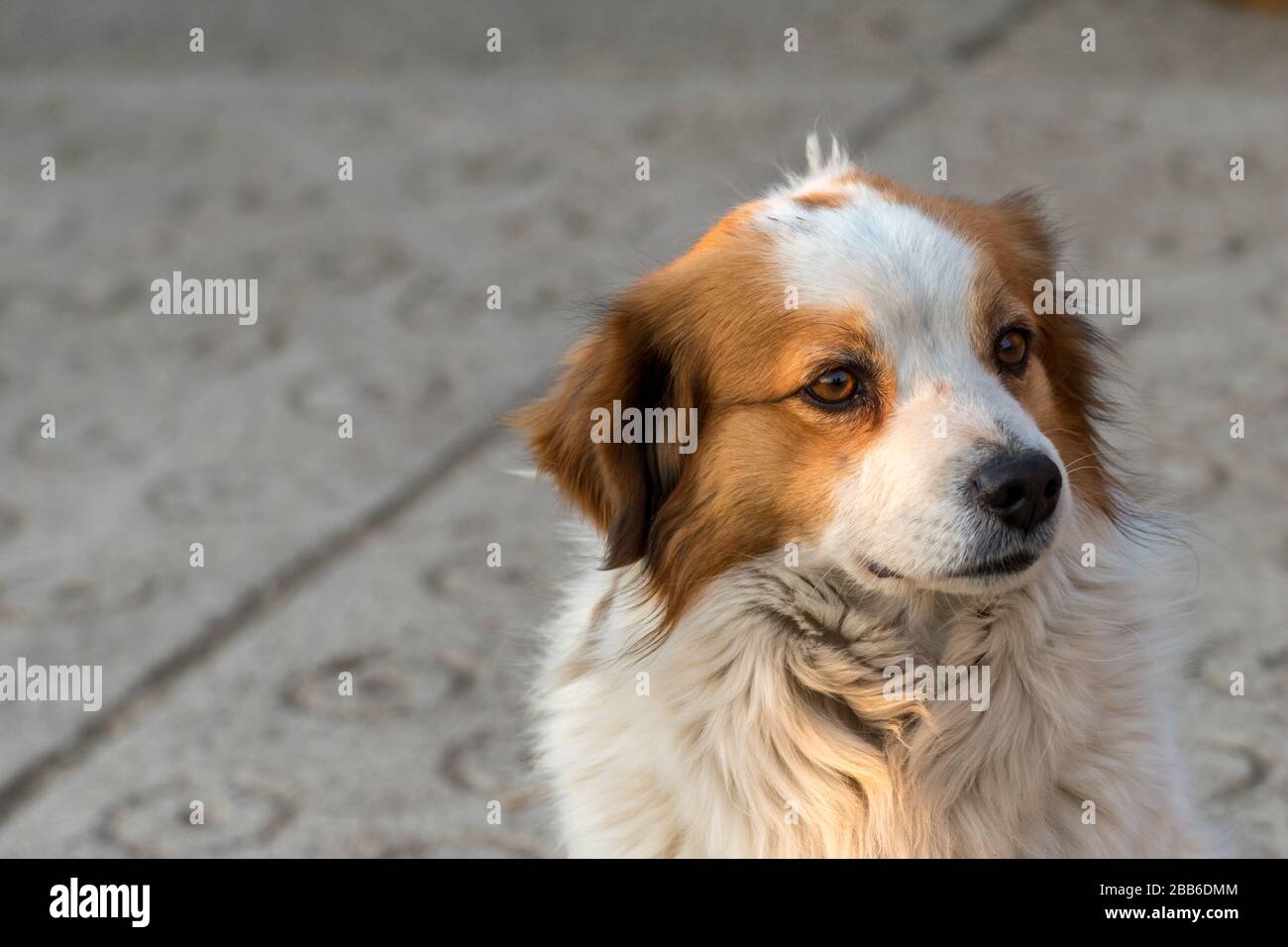 Portrait of a happy looking dog with white furr and brown spot in eye ...
