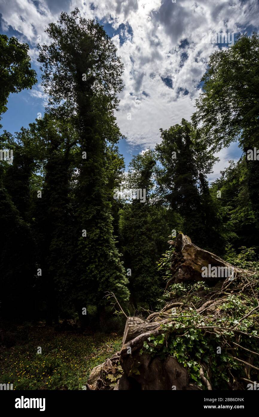 Umbra Forest is a natural reserve part of Gargano National Park and ...