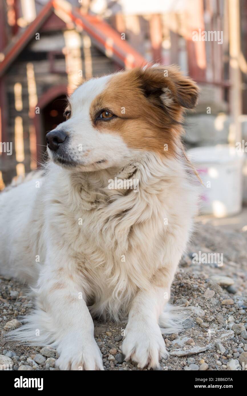 Portrait of a happy looking dog with white furr and brown spot in eye ...