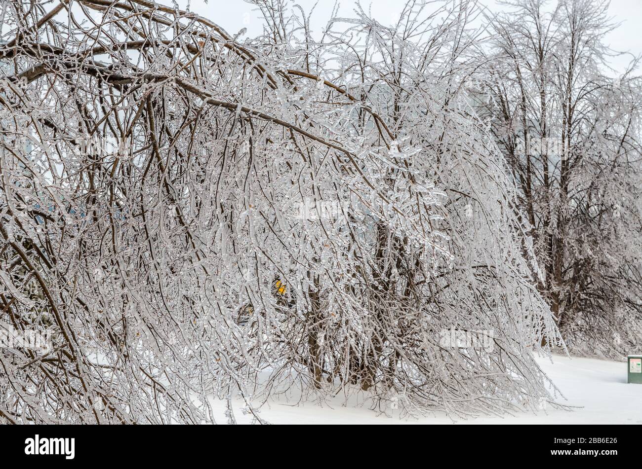Twigs of tree encased in ice after a freezing rain storm Stock Photo ...