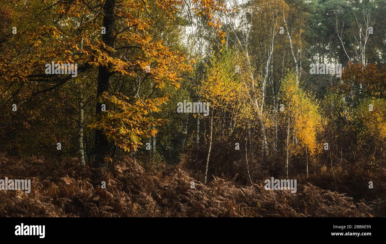 New Forest Autumn Stock Photo - Alamy