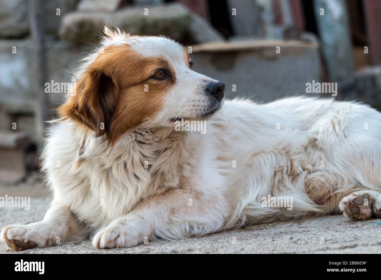 Portrait of a happy looking dog with white furr and brown spot in eye ...