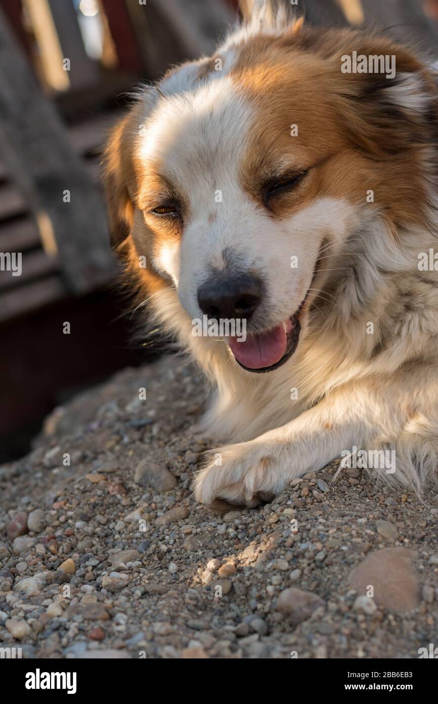 Portrait of a happy looking dog with white furr and brown spot in eye ...