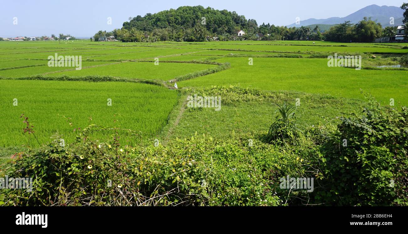 rural landscape with huge rice fields near hue Stock Photo - Alamy