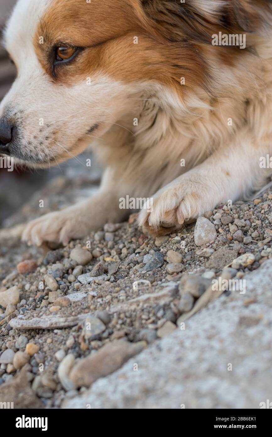 Portrait of a happy looking dog with white furr and brown spot in eye ...