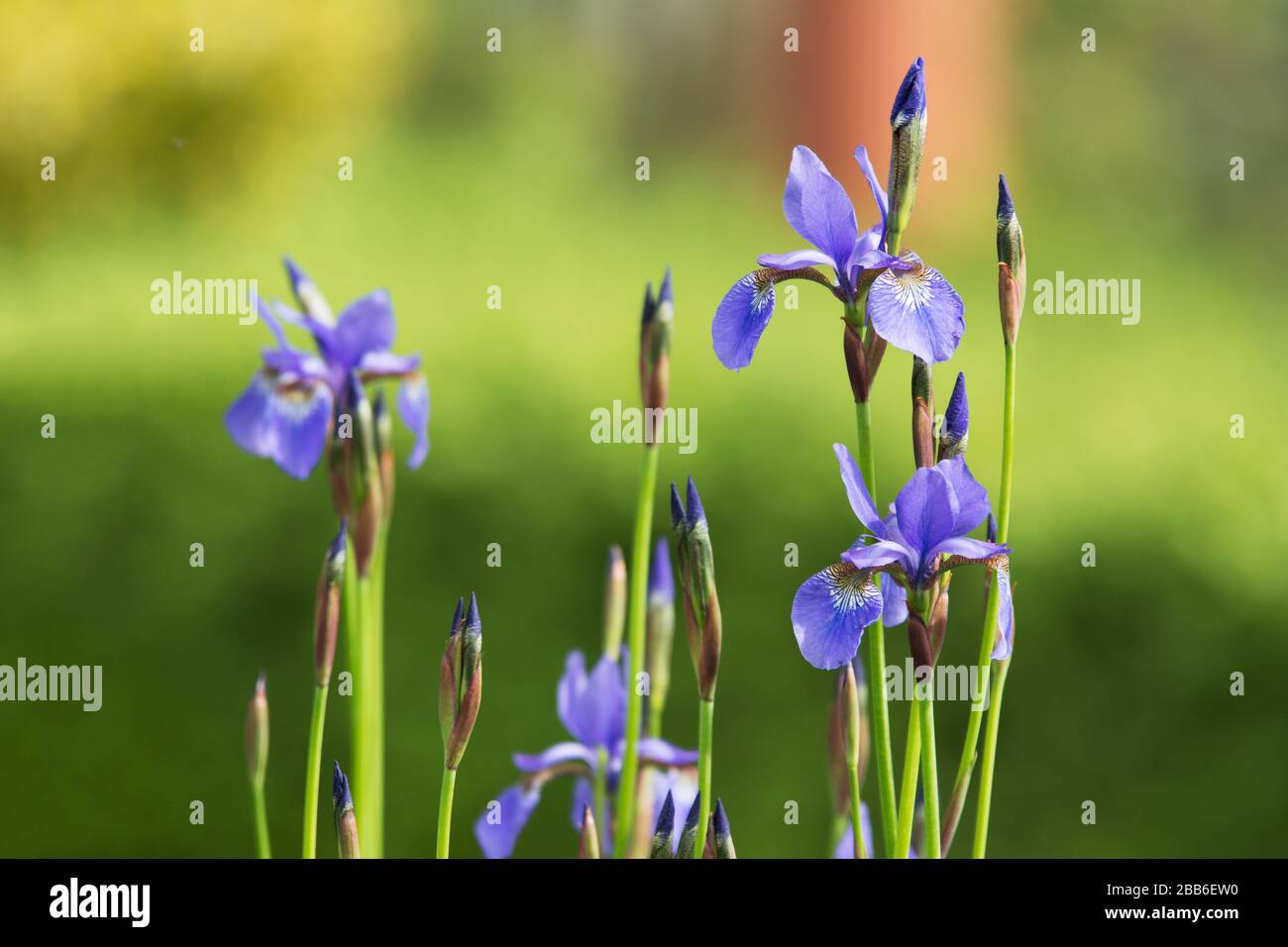 Violet iris hi-res stock photography and images - Alamy