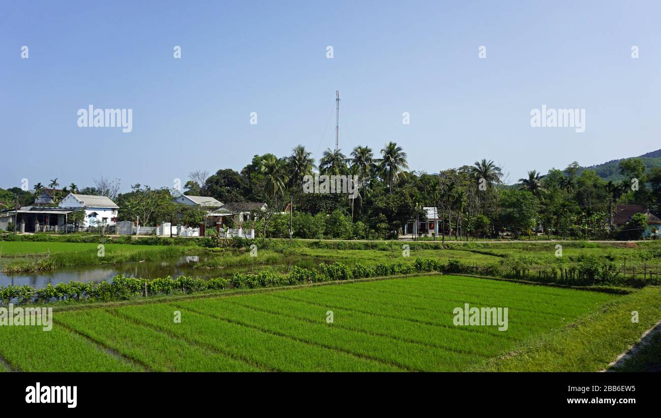 rural landscape with huge rice fields near hue Stock Photo - Alamy