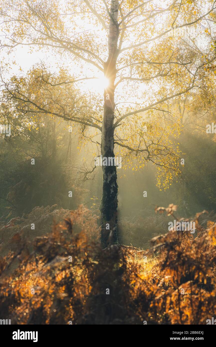 New Forest Autumn Stock Photo - Alamy
