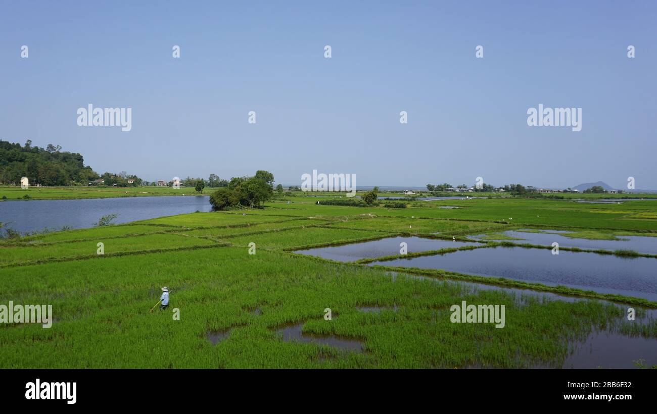 large rice fields around hue in vietnam Stock Photo - Alamy