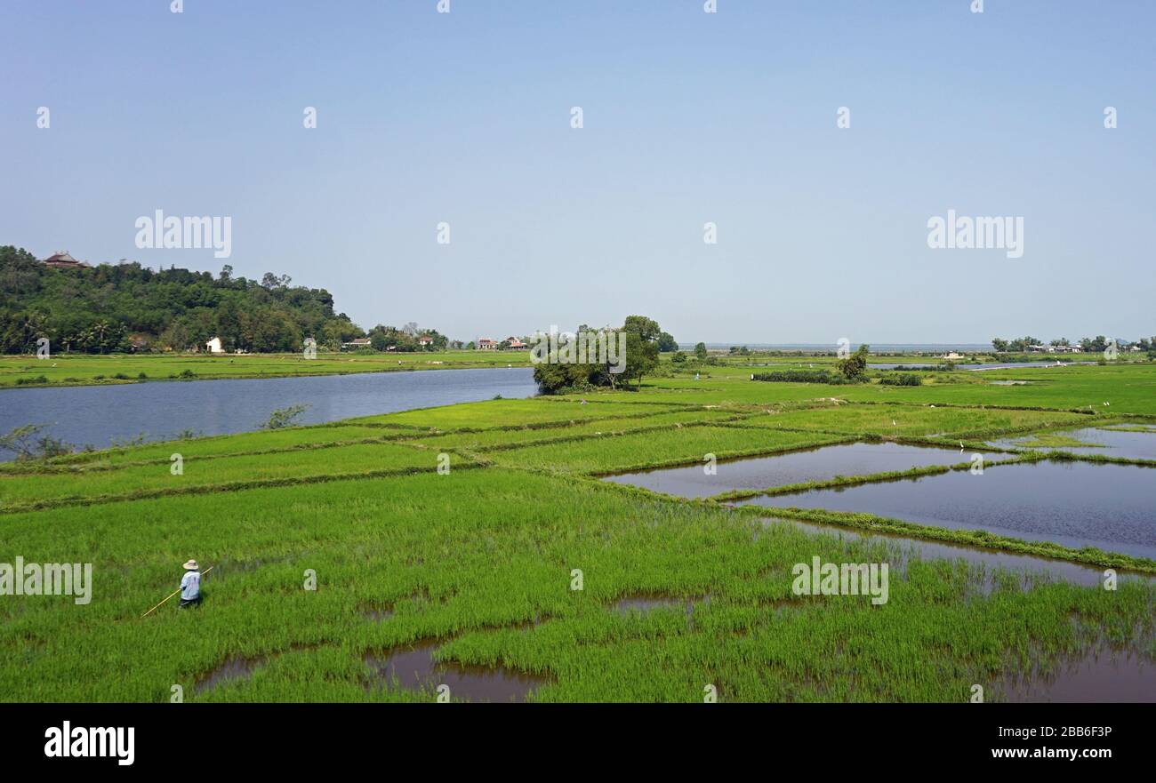 large rice fields around hue in vietnam Stock Photo - Alamy