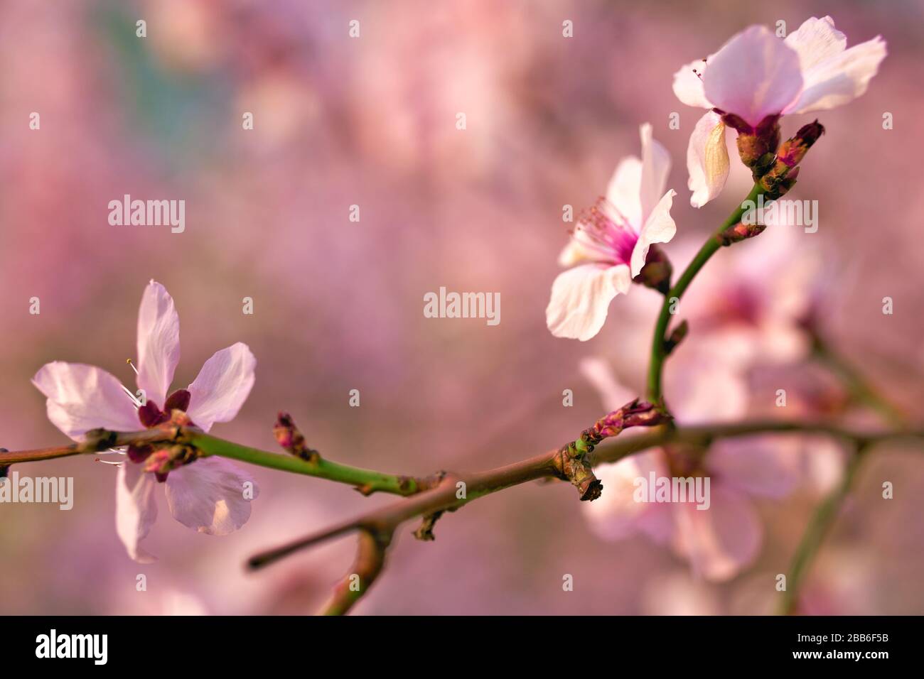 beautiful spring landscape - blooming trees, bright pink and white ...