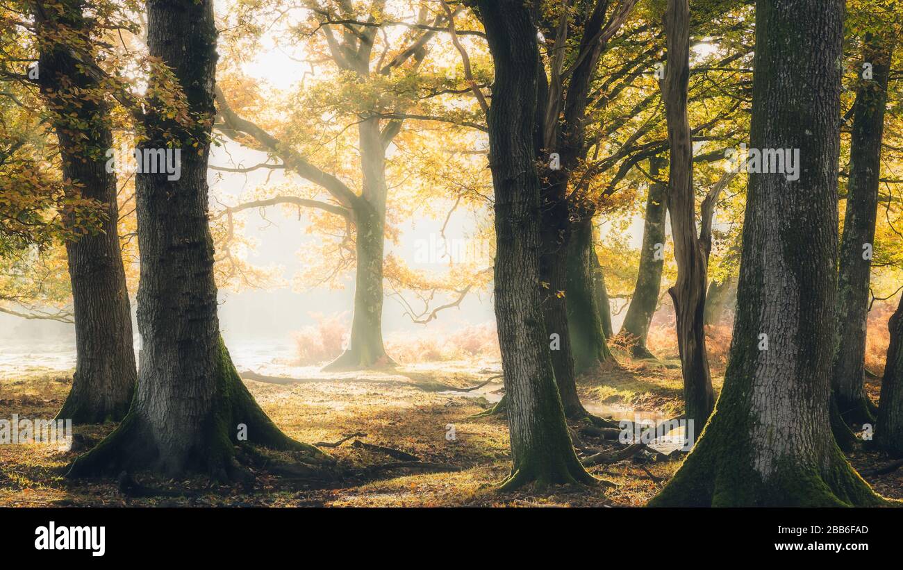 New Forest Autumn Stock Photo - Alamy