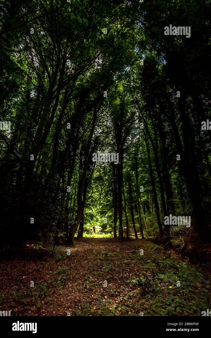 Umbra Forest is a natural reserve part of Gargano National Park and ...