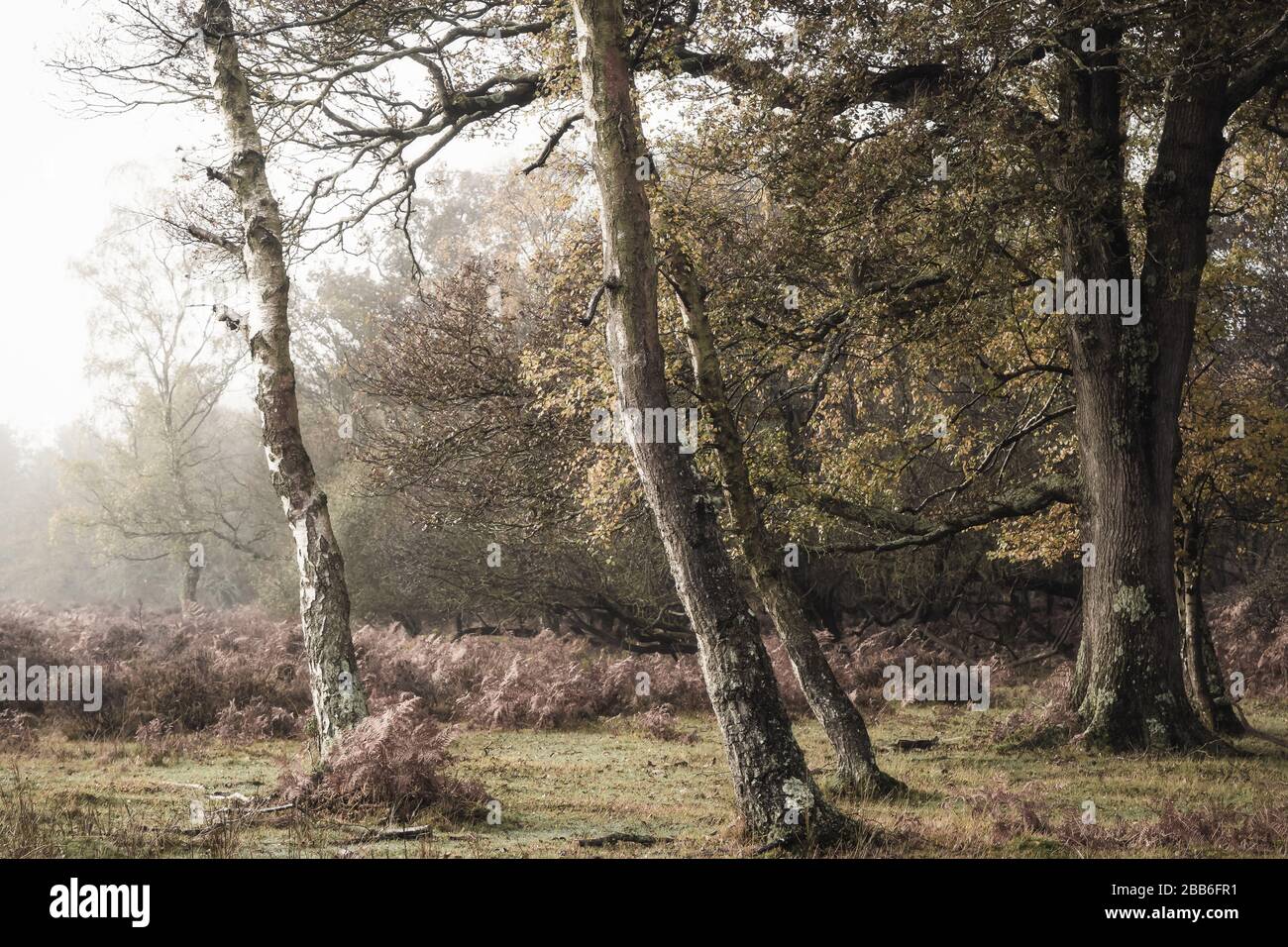 New Forest Autumn Stock Photo - Alamy