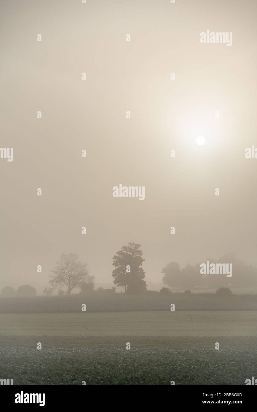 Strong fog and country farm in the morning Stock Photo - Alamy