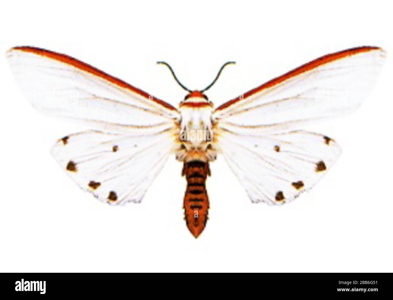 Australian lepidoptera Cut Out Stock Images & Pictures - Alamy