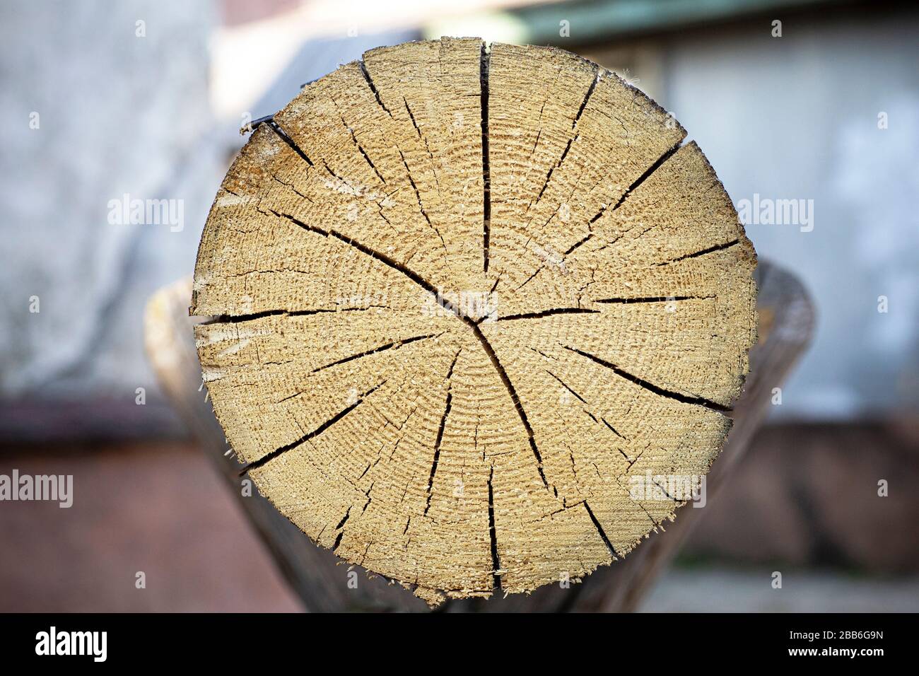 Sectional tree pattern. Pattern and rings of a tree trunk in cross ...