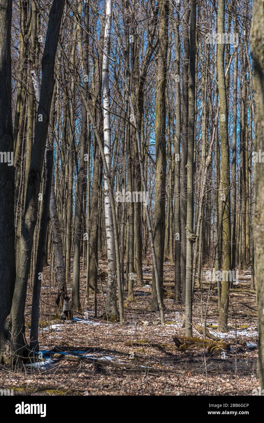 Snow on the ground in forest in spring time, Canada Stock Photo - Alamy