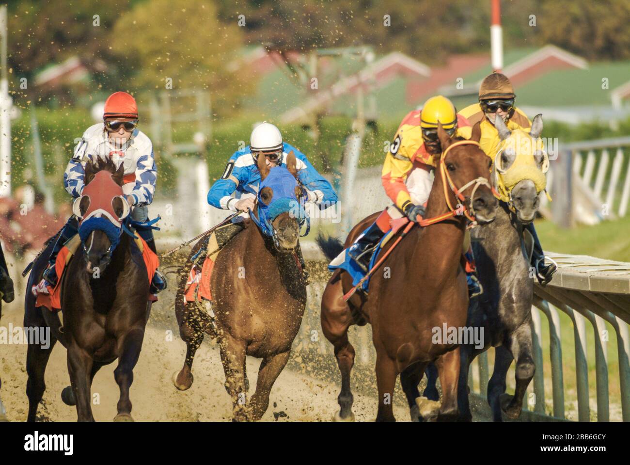 Arabian horse horses hi-res stock photography and images - Alamy
