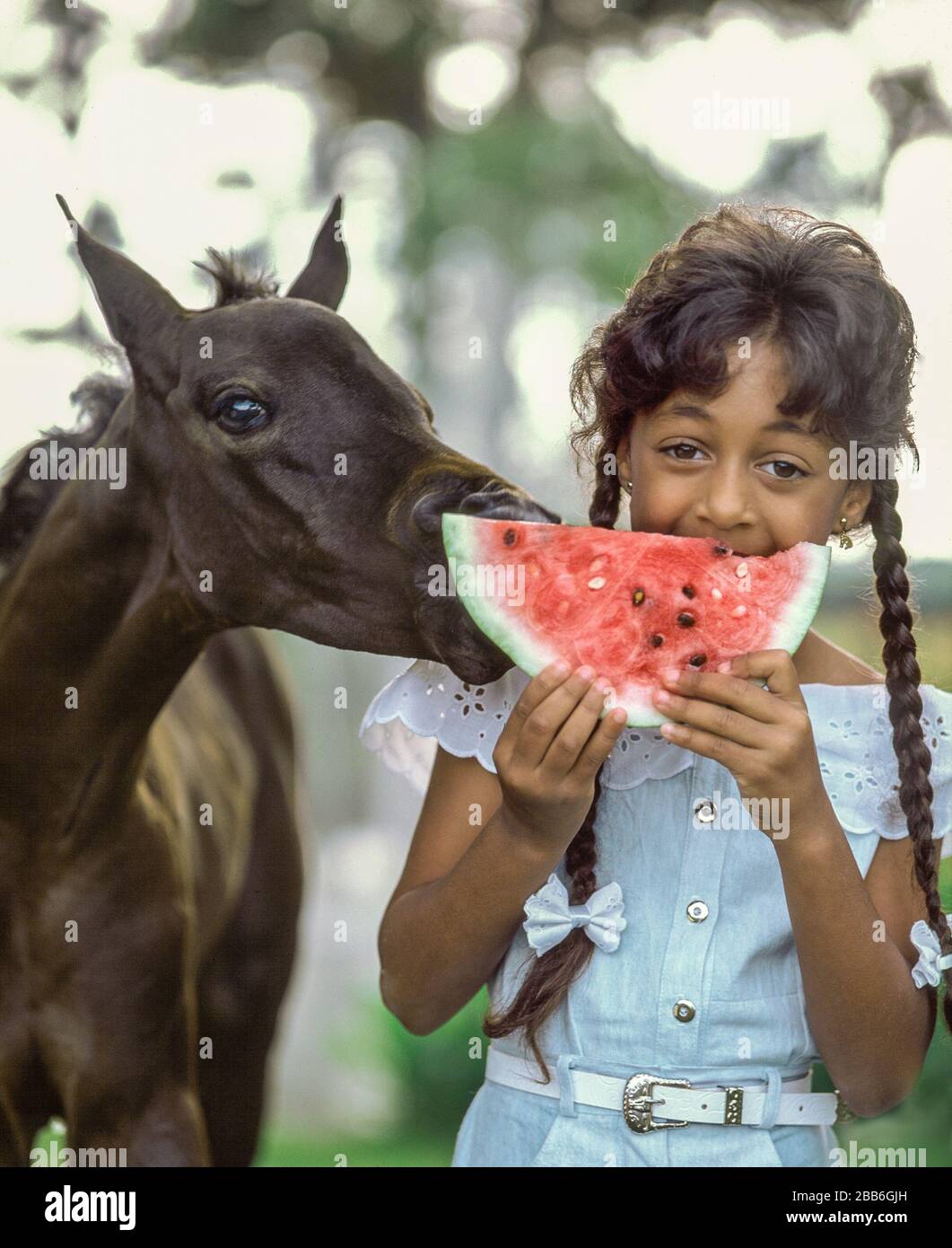 Arabian foal eats watermelon over young girls shoulder Stock Photo - Alamy