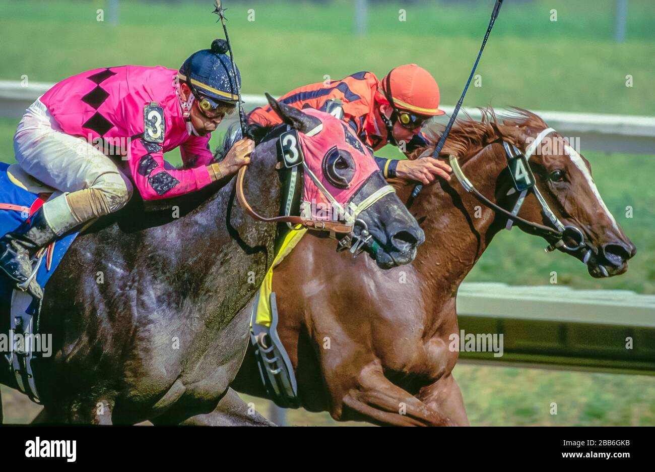 Arabian Race horses race to finish Stock Photo - Alamy